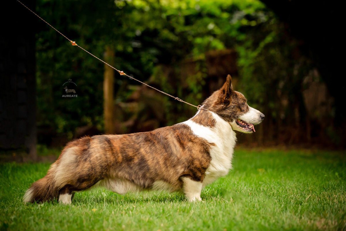 Κουτάβια κόργκι στην Ελλαδα- Αναγνωρισμένο εκτροφειο κοργκι