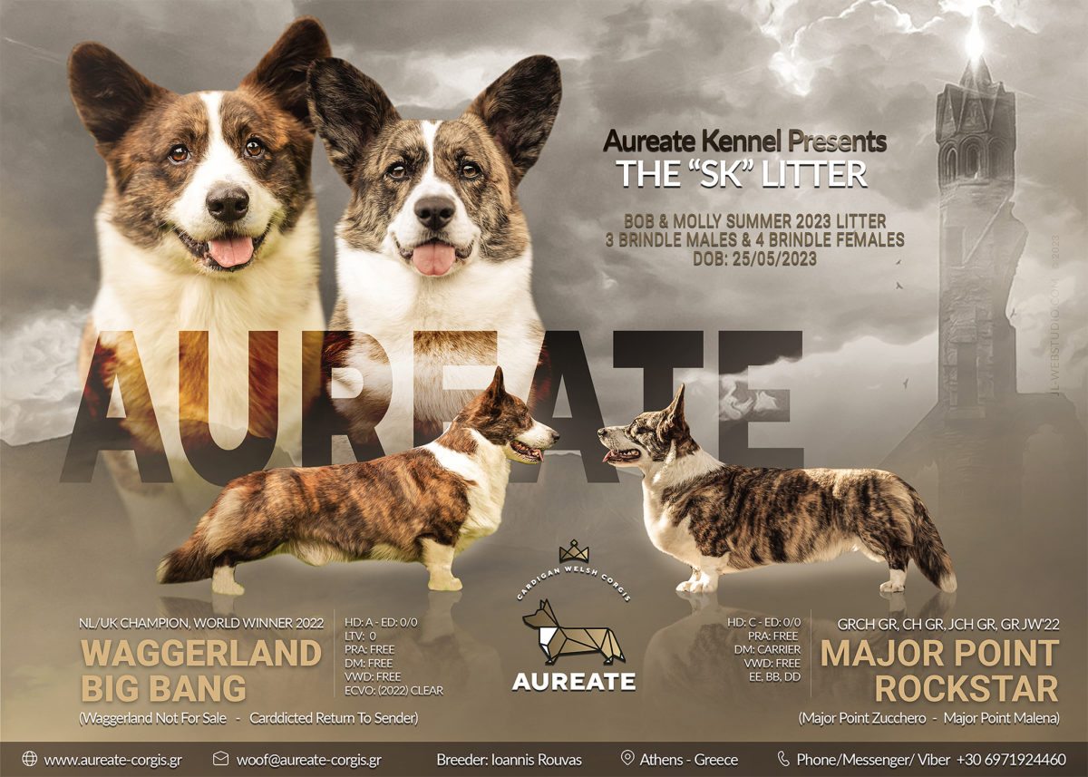 Κουτάβια κόργκι στην Ελλαδα- Αναγνωρισμένο εκτροφειο κοργκι