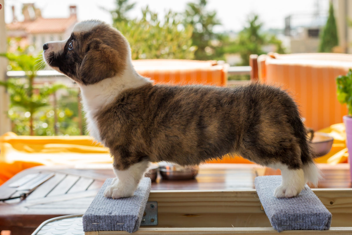 Κουτάβια κόργκι στην Ελλαδα- Αναγνωρισμένο εκτροφειο κοργκι