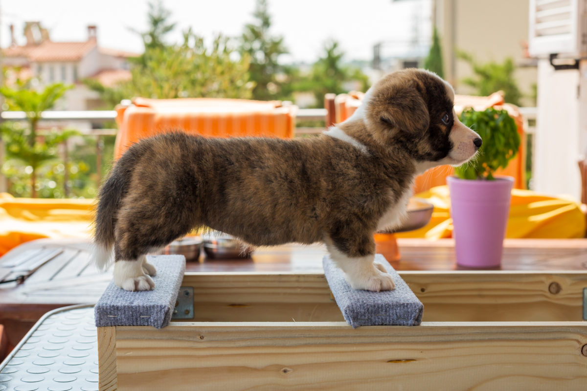 Κουτάβια κόργκι στην Ελλαδα- Αναγνωρισμένο εκτροφειο κοργκι