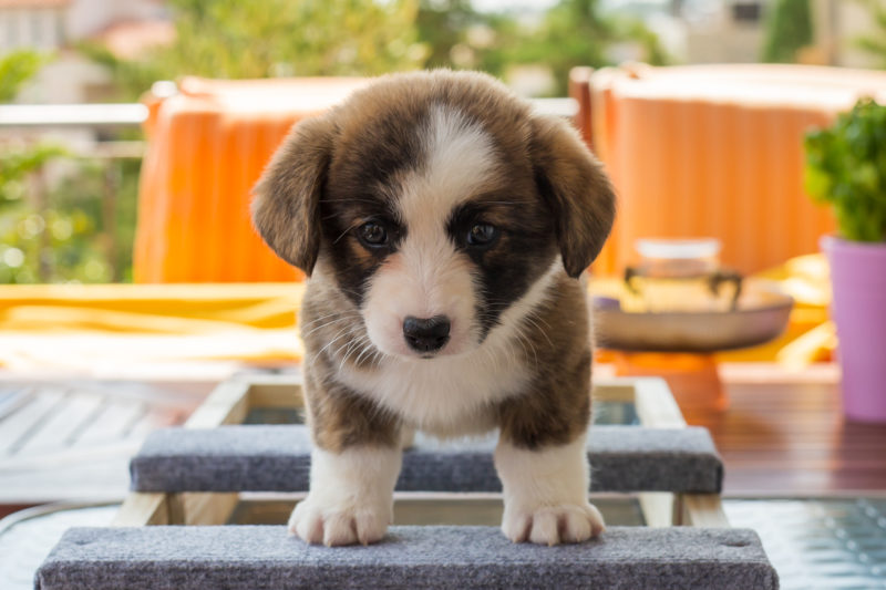 Κουτάβια κόργκι στην Ελλαδα- Αναγνωρισμένο εκτροφειο κοργκι