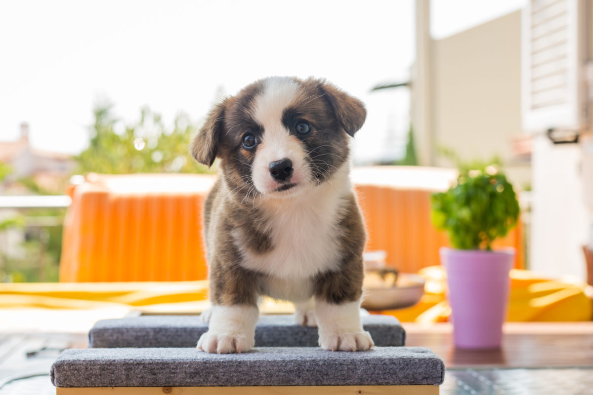 Κουτάβια κόργκι στην Ελλαδα- Αναγνωρισμένο εκτροφειο κοργκι