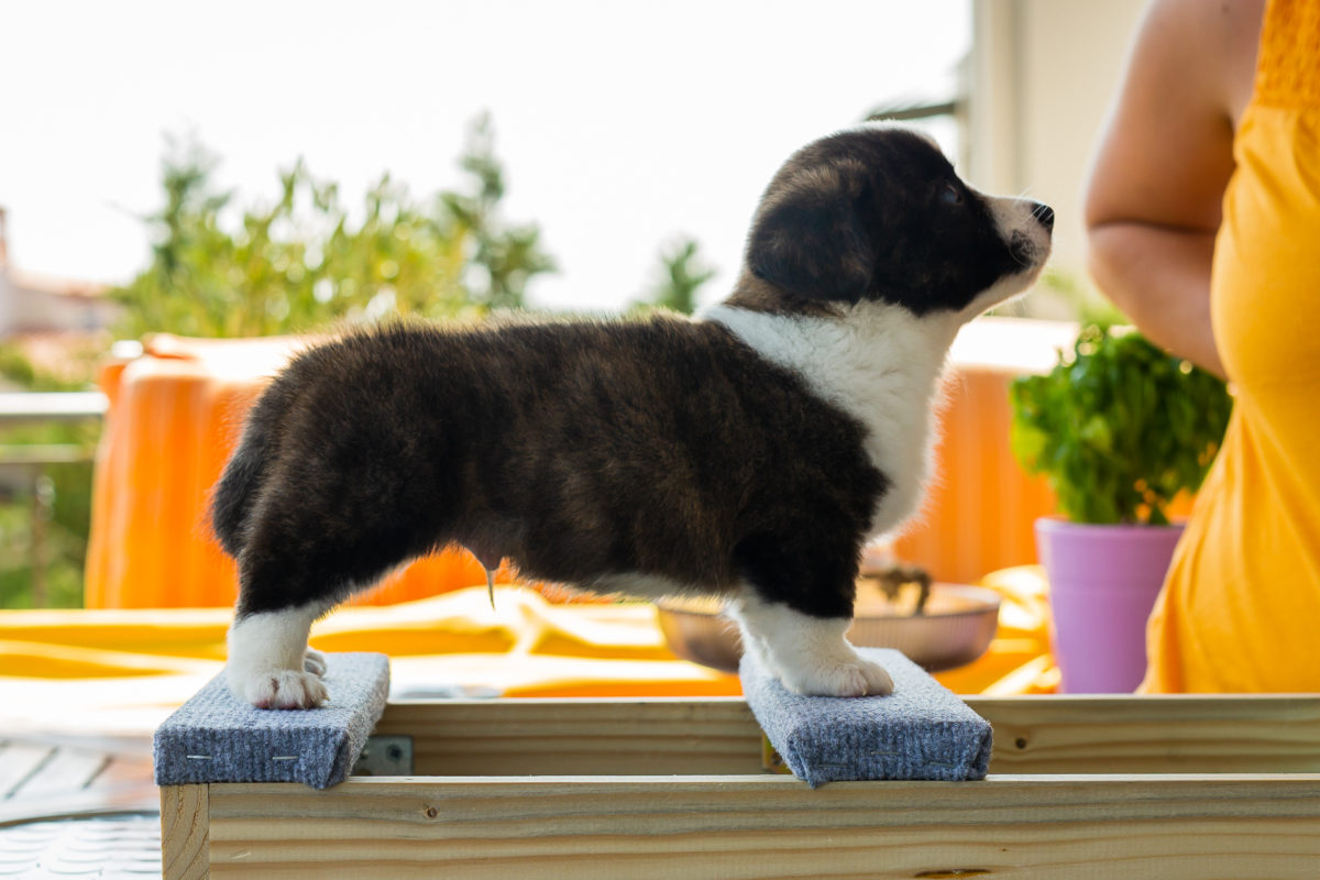 Κουτάβια κόργκι στην Ελλαδα- Αναγνωρισμένο εκτροφειο κοργκι
