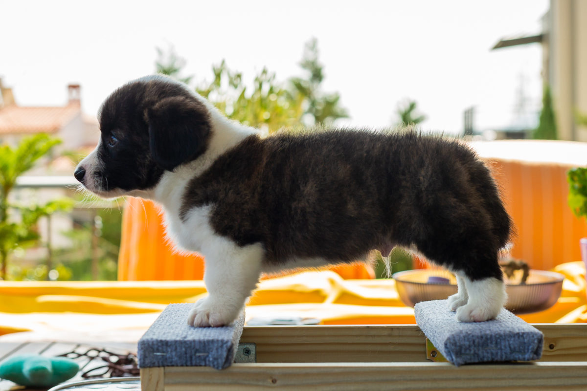 Κουτάβια κόργκι στην Ελλαδα- Αναγνωρισμένο εκτροφειο κοργκι