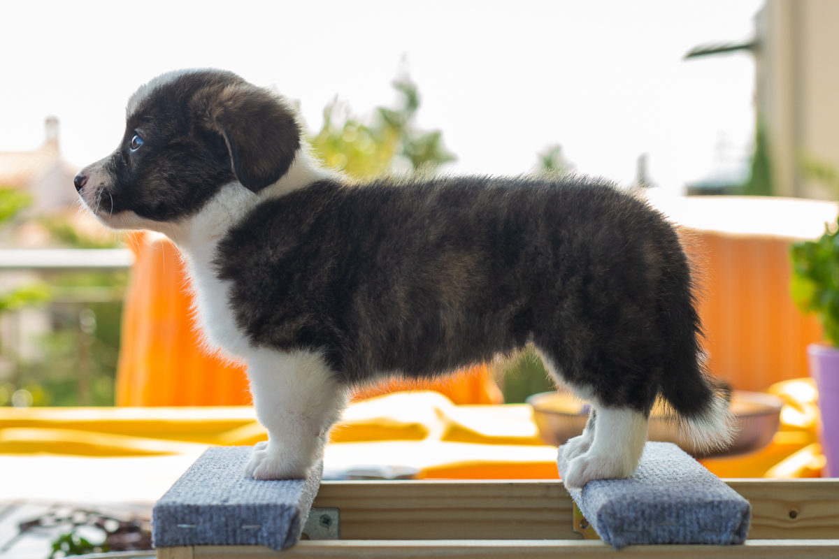 Κουτάβια κόργκι στην Ελλαδα- Αναγνωρισμένο εκτροφειο κοργκι