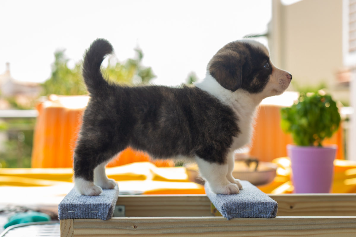 Κουτάβια κόργκι στην Ελλαδα- Αναγνωρισμένο εκτροφειο κοργκι