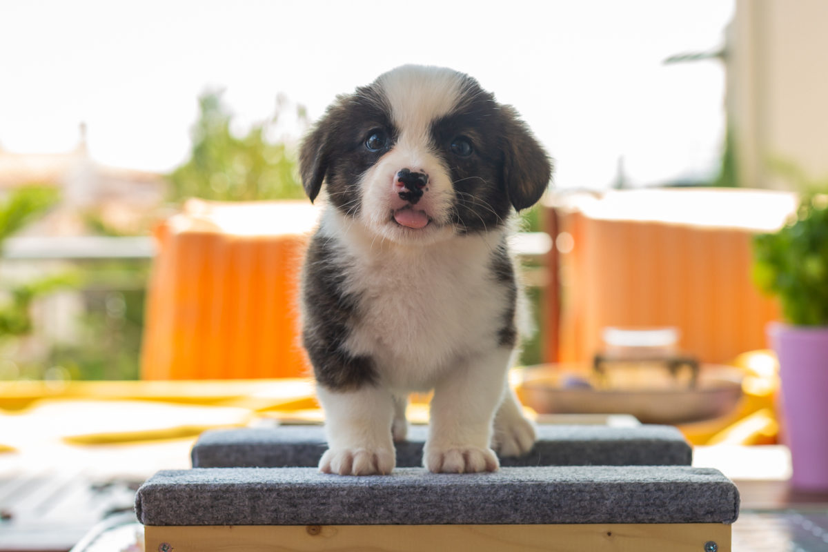 Κουτάβια κόργκι στην Ελλαδα- Αναγνωρισμένο εκτροφειο κοργκι